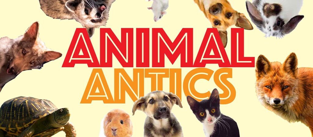 Animal Antics Family Day Show - Bruce Museum CA